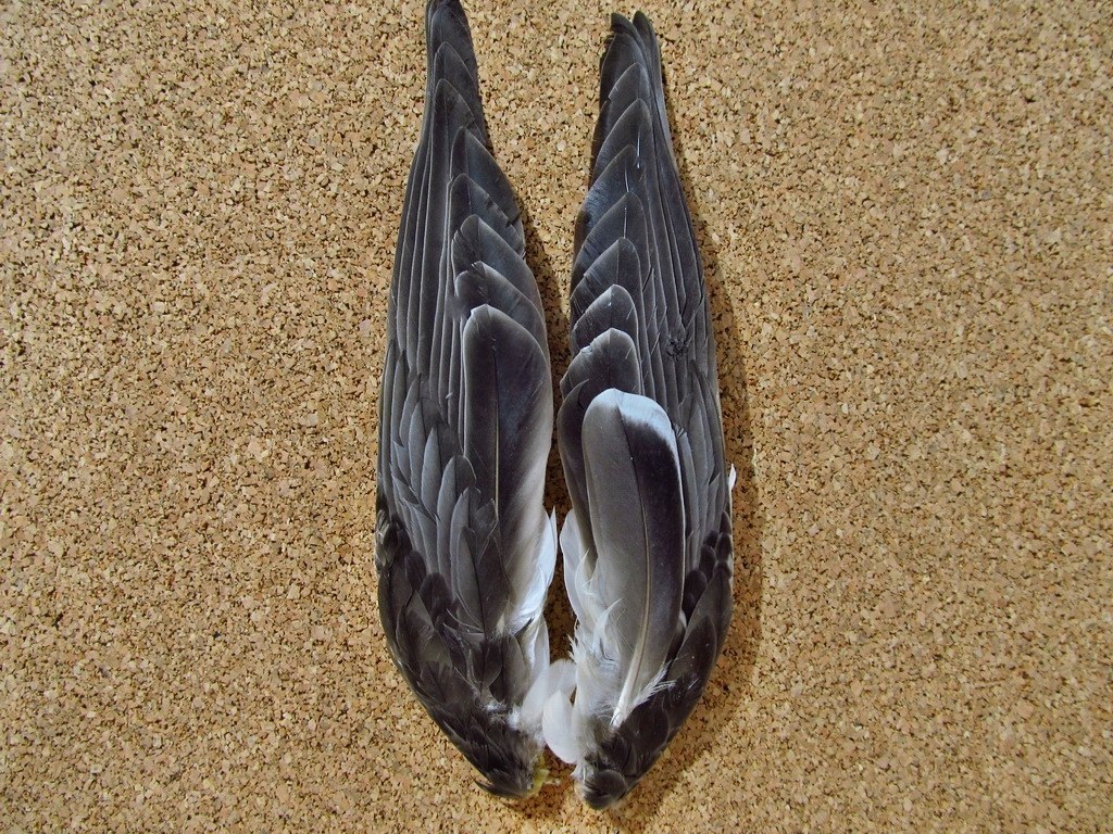 MILLARD DUCK WINGS MEDIUM