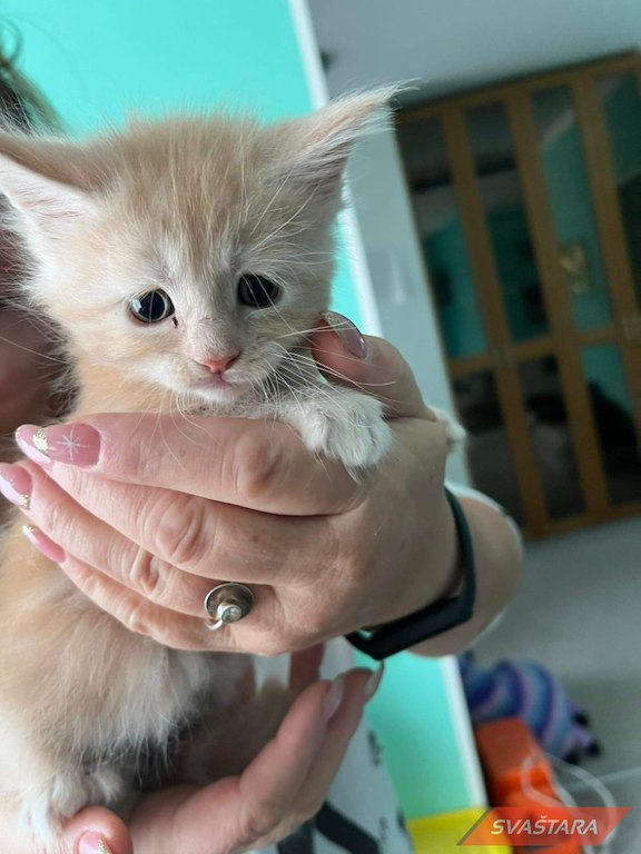 Mačići Main Coon