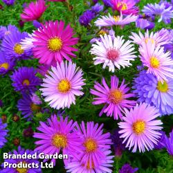 ALPSKI ZVEZDAN (Aster alpinus) MIX BOJA - 50 SEMENA