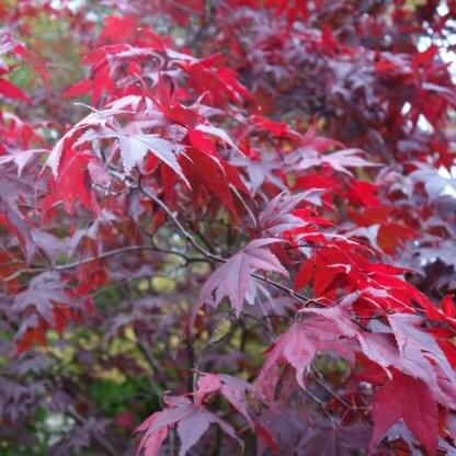 Acer palmatum “Artropurpureum” Japanski javor 1 -1.3 m