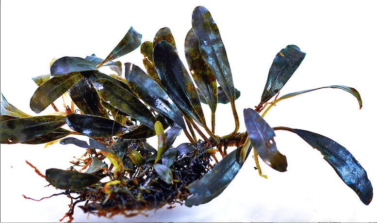 Aquascape Bucephalandra sp. 'Super blue'