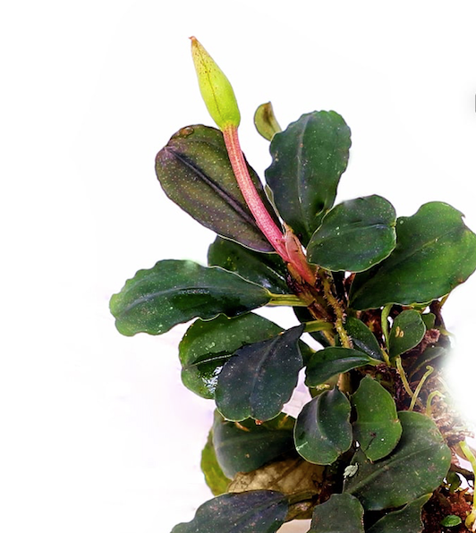 Aquascape Bucephalandra sp. 'Apple leaf'