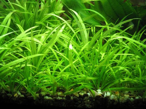 Aquascape Helanthium tenellum "Green" aka. Echinodorus tenellus “Green”