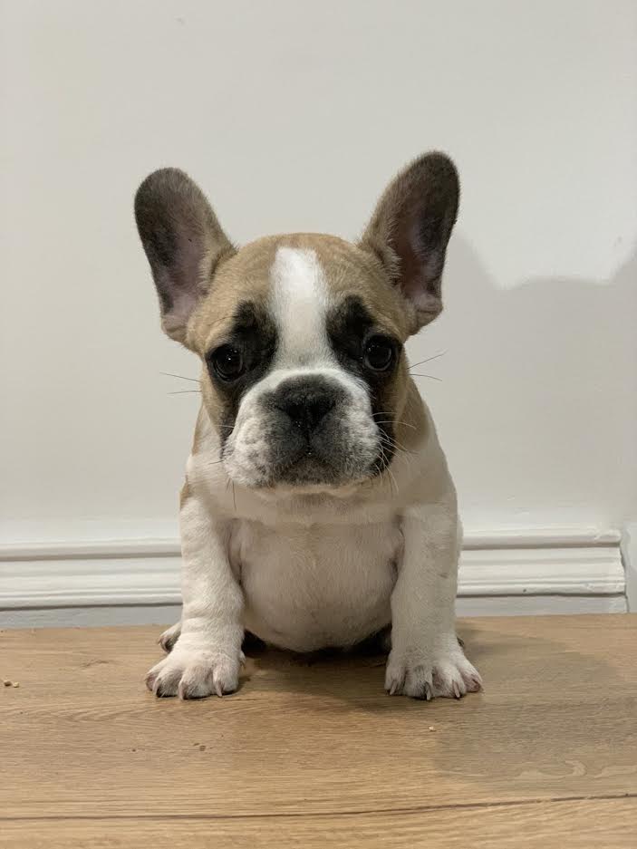 Francuski buldog