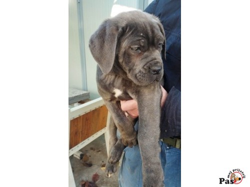 Cane Corso