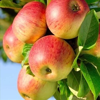 Voćne sadnice jabuke
