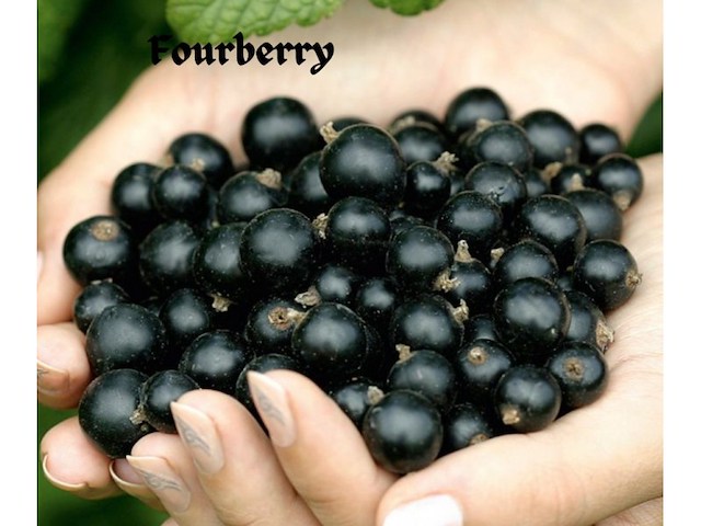 Fourberry-sadnica