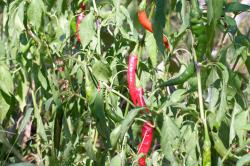 Ljuta papričica crvena feferona za sušenje i mlevenje domaća