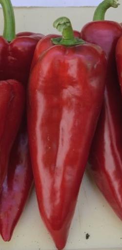 Paprika slatka venčara leskovačka paprika za sušenje i ajvar