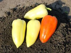 Paprika amanda za punjenje domaće seme