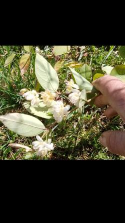 Lonicera fragrantisima, zimski jasmin