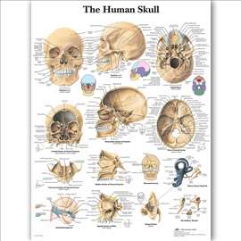 Poster za ordinaciju _ anatomija kostiju glave