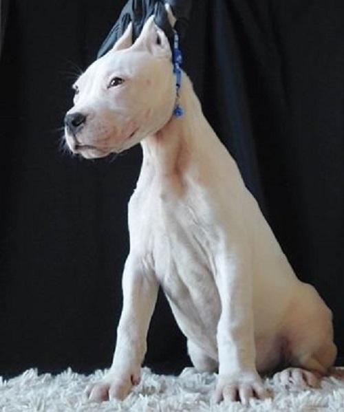 Štenci Dogo Argentino