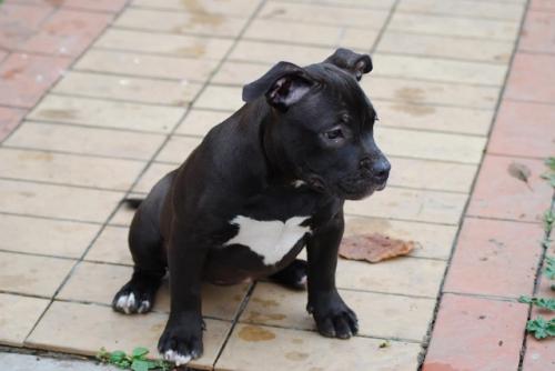 American bully, dve ženke