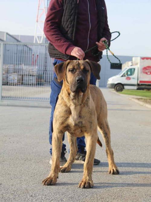 PRESA CANARIO Prvobirani muzijak 7 meseci,