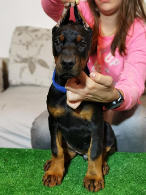 Doberman štenad vrhunske krvi