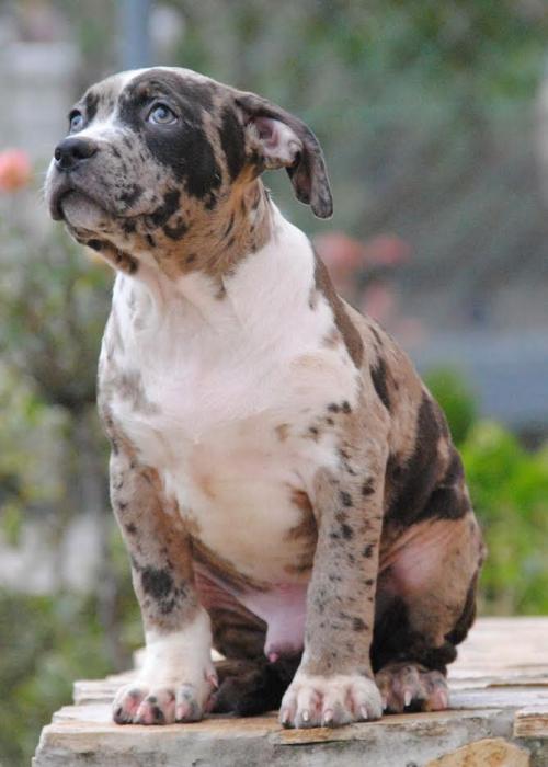 American bully xl