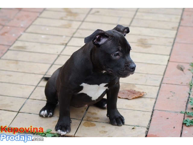 American bully, dve ženke