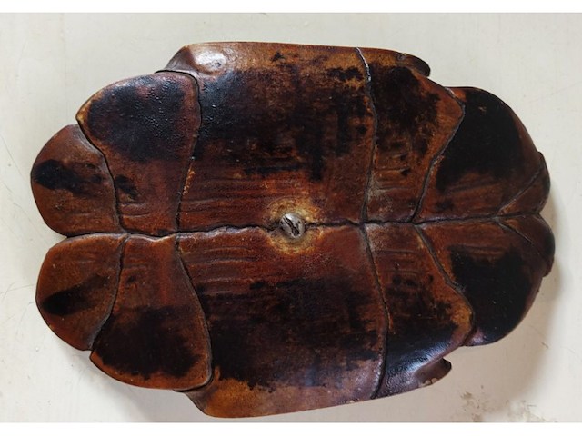 Preparirani oklop kornjace 16 x 11 cm - 1500 din   Moze