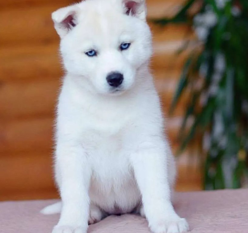 Sibirski Haski i Samojed stenci