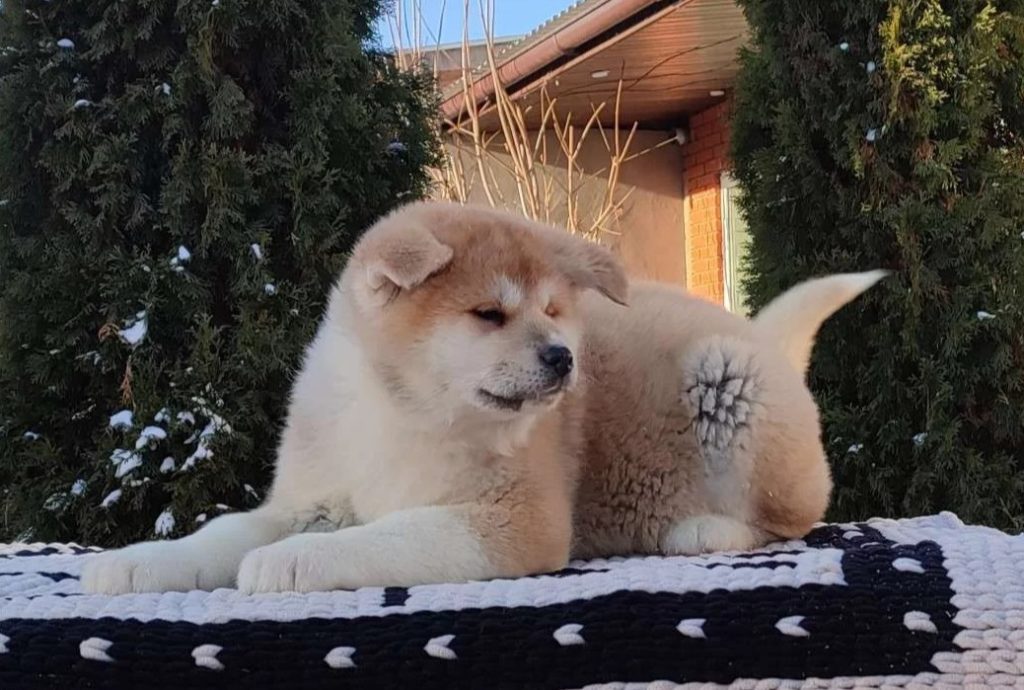 Americka Akita i Japanska Akita Inu stenci