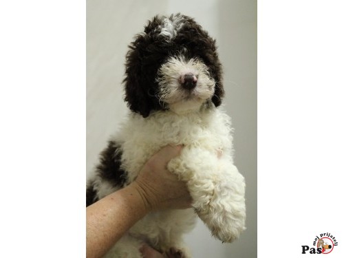 Lagotto romagnolo