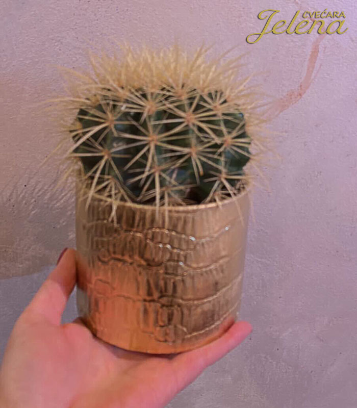 Biljka Kaktus