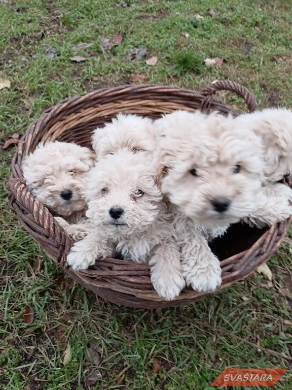 Madjarski puli štenci