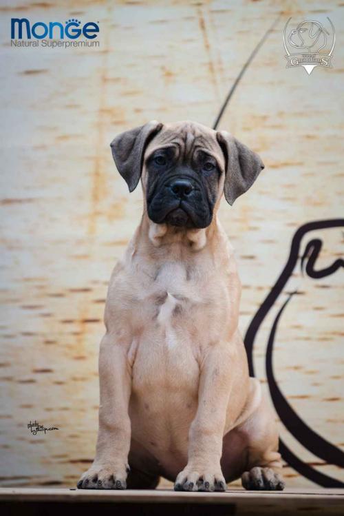 Odgajivačnica bullmastiff-a "Home of Guardians" nudi na prodaju vrhunsku izložbenu štenad