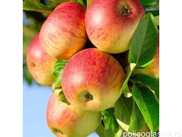 Vocne sadnice jabuke
