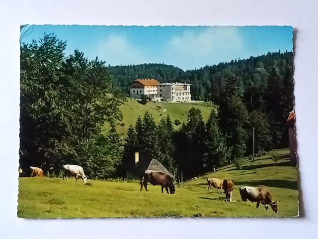Tara - Planina - Životinje - Krave na Ispaši - Putovala