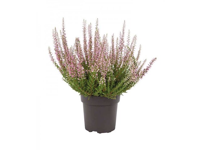 Calluna vulgaris Vres