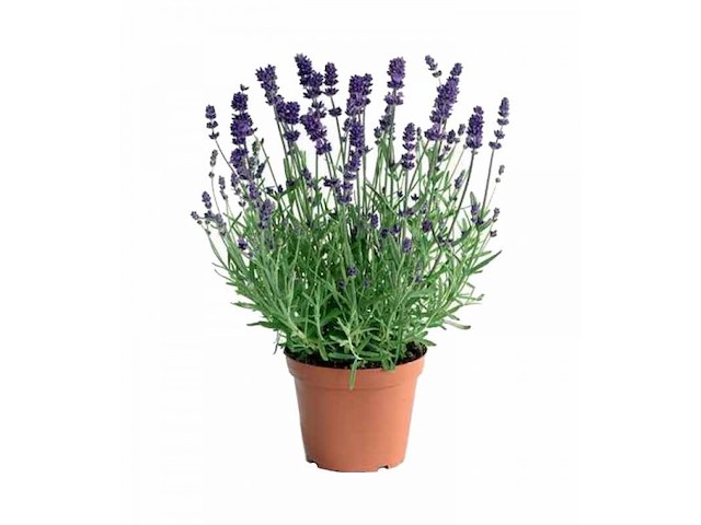 Lavandula angustifolia vera 20cm