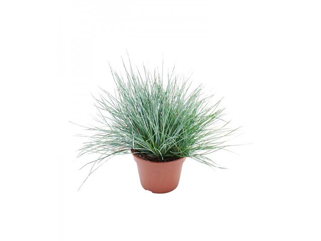 Festuca glauca Plava vlasulja