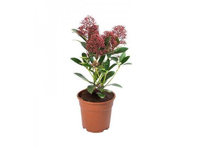 Skimmia japonica rubella Japanska skimija