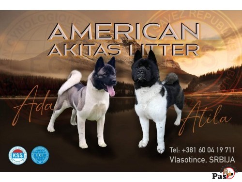 Američka akita