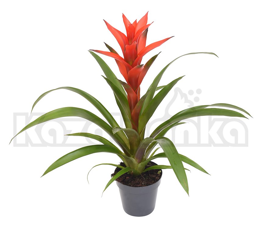 Guzmania