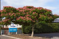 ALBICIJA (Albizia julibrissin) -20 SEMENA