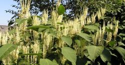 Japanski troskot (Reynoutria japonica) koren