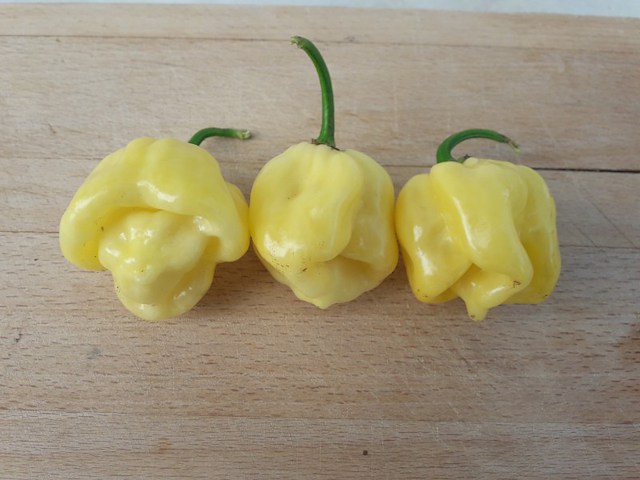 Giant Habanero White - 20 semenki chili paprike