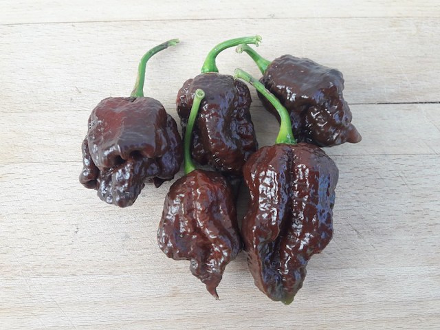 Giant Black Naga - 20 semenki chili paprike