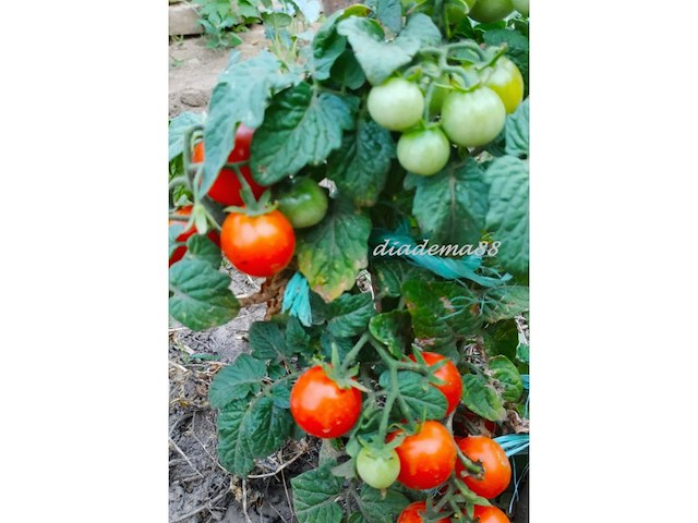 Balkonski (saksijski) paradajz `Red Robin`, 10 semena
