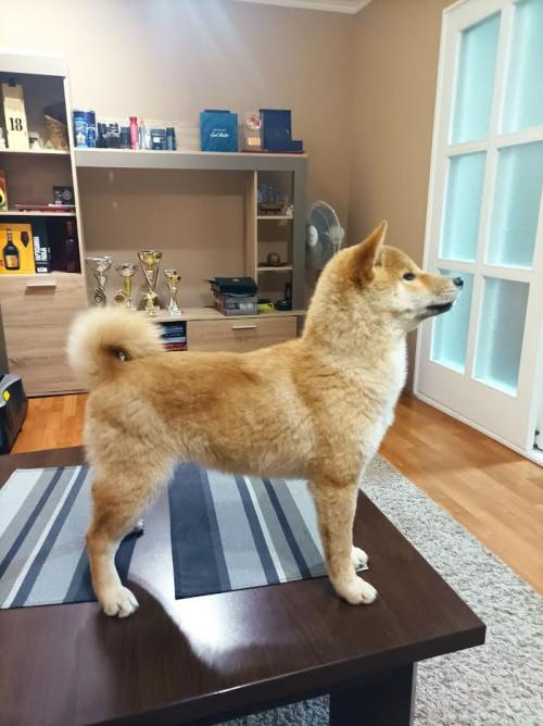 Štenci Shiba Inu