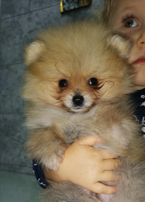 Pomeranac BOO