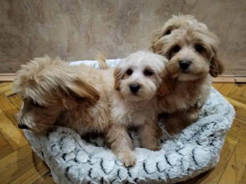 Na prodaju stenci MALTIPOO, starosti tri ipo meseca