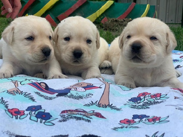 Štenci Labrador Retrivera