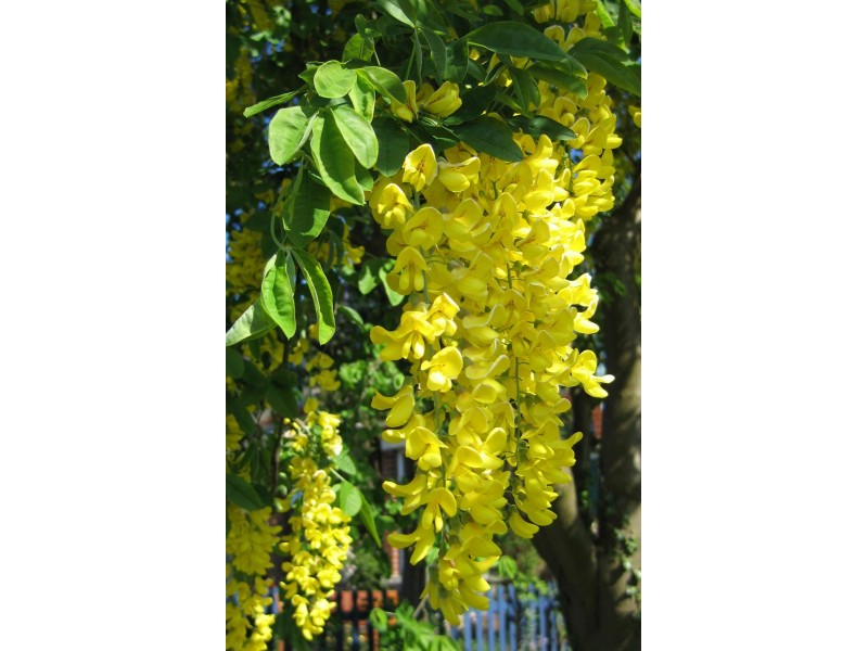 Zlatna kisa - Laburnum anagyroides - SEME