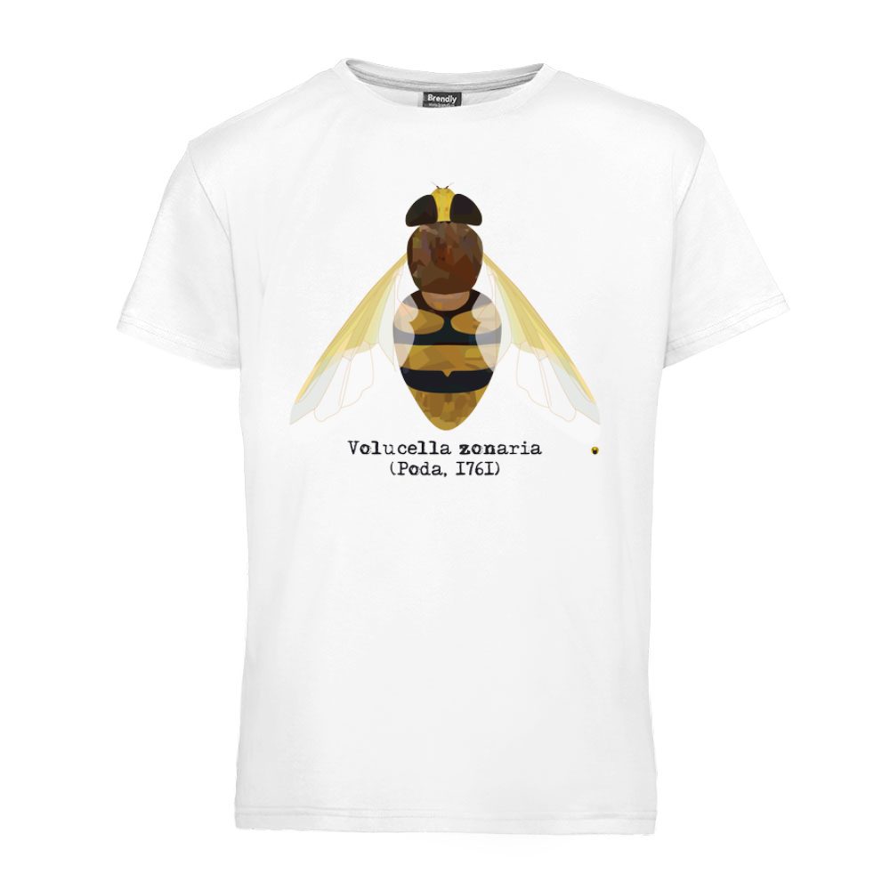 Volucella zonaria 1