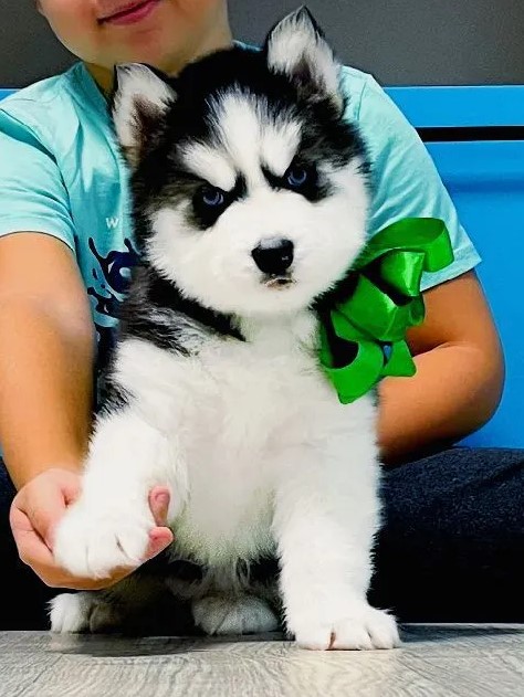 Sibirski Haski i Samojed stenci