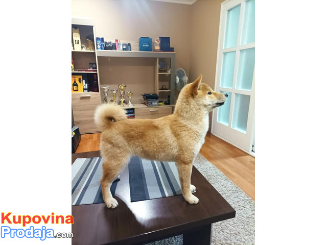 Štenci Shiba Inu